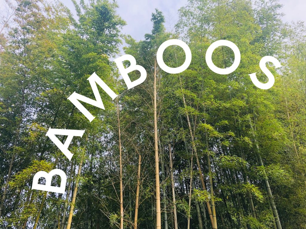 ABOUT US – BAMBOOS